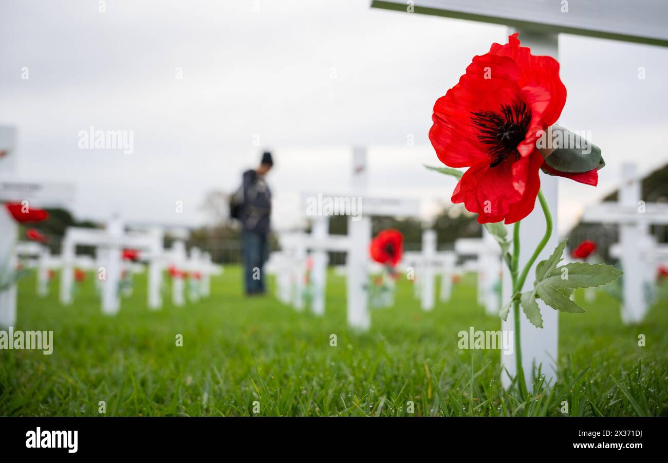 White crosses and red poppies at Anzac Day commemoration. Out-of-focus ...