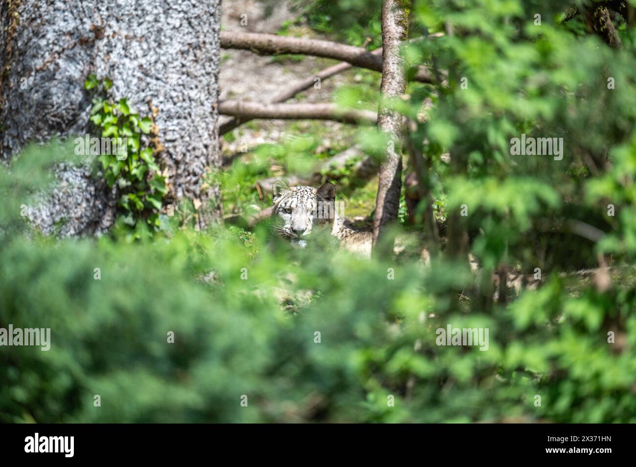 SNOW LEOPARD PANTHERA UNCIA Salzburg Zoo Salzburg Austria Stock Photo ...