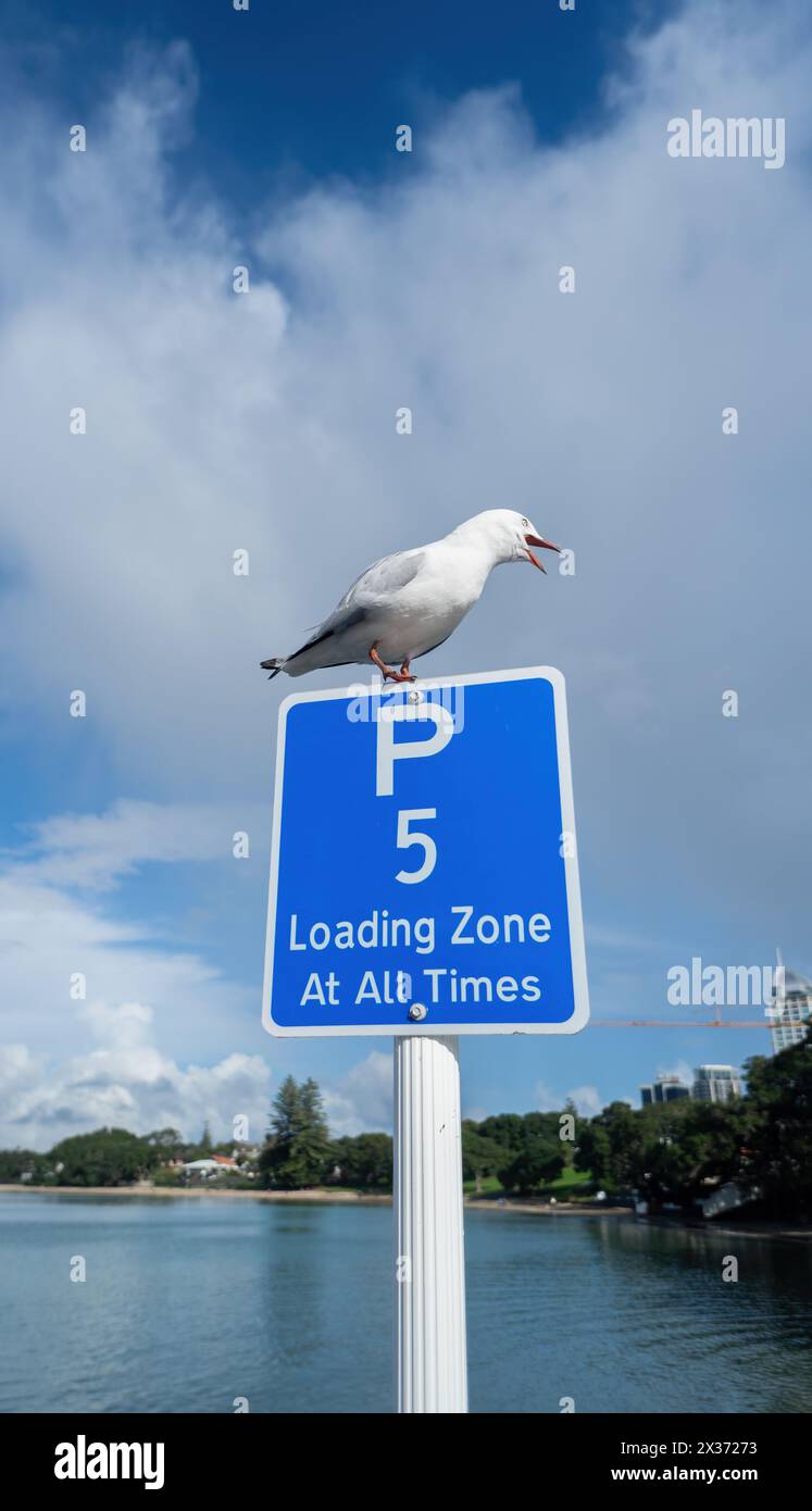 Seagull shouting from the top of 5 minute parking sign post. Takapuna ...