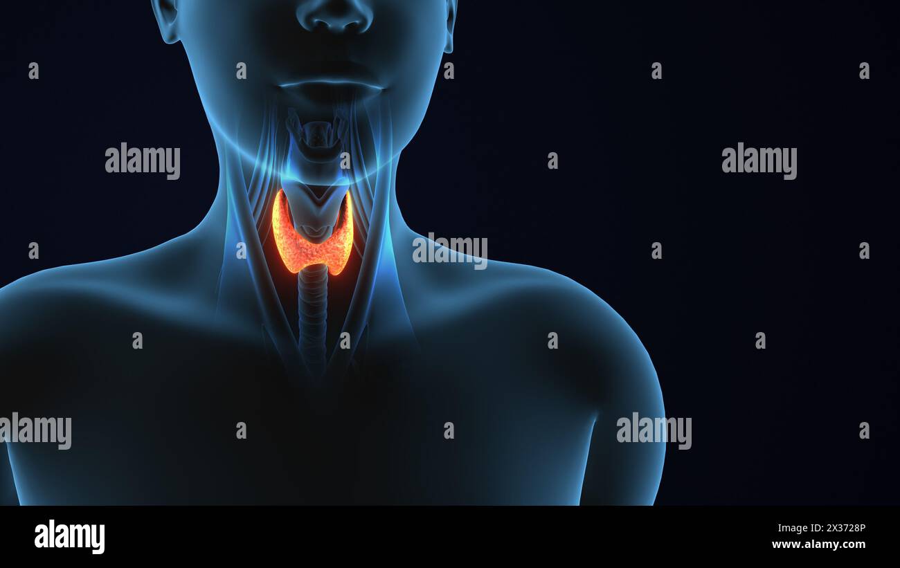 Human thyroid gland anatomy hi-res stock photography and images - Alamy