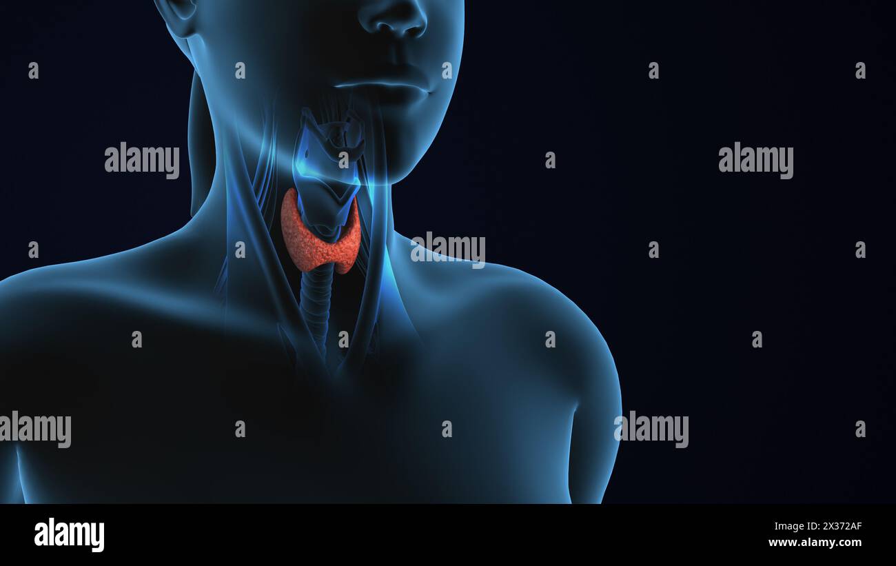 Human thyroid gland anatomy hi-res stock photography and images - Alamy