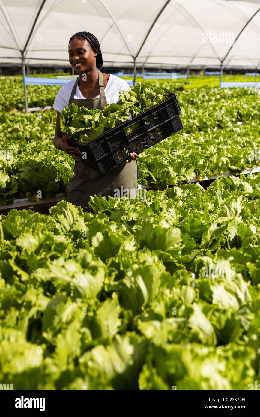 An African American young female farmer in a greenhouse, holding ...