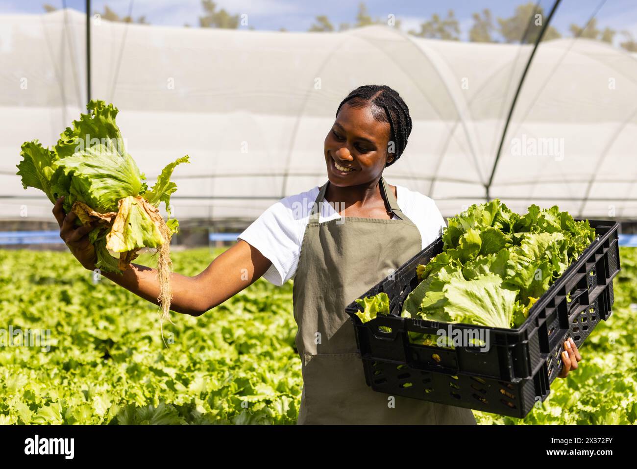 African American young female farmer holding lettuce, standing in ...