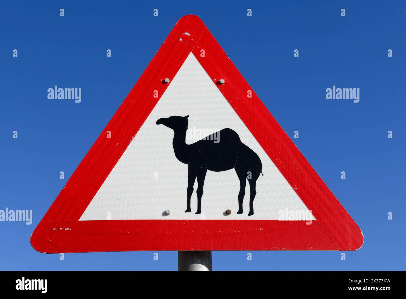 Camel signboard at Wadi Rum desert on Jordan Stock Photo - Alamy