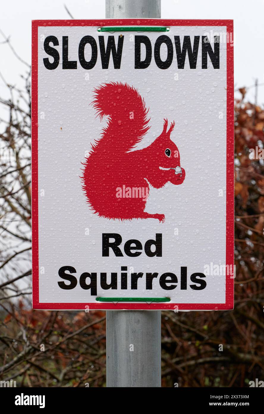 Road sign asking drivers to slow down to avoid endangering red ...