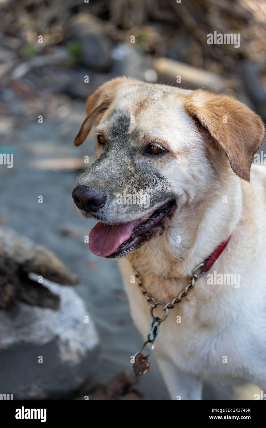 Labrador dog portrait on the beach very happy with tongue out and face ...