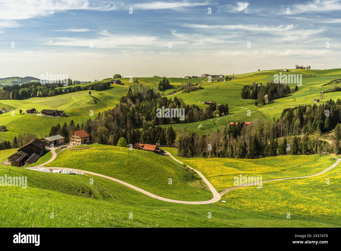 Hilly landscape in the Appenzellerland with farm houses and dandelion ...