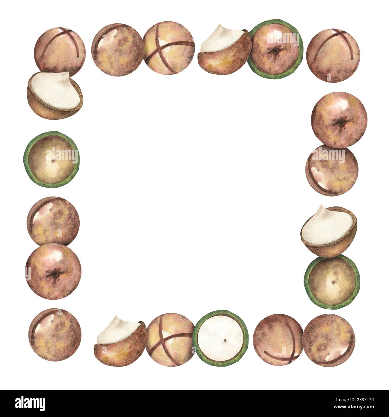 Frame of ripe Macadamia nuts on a white background, clipart. The ...
