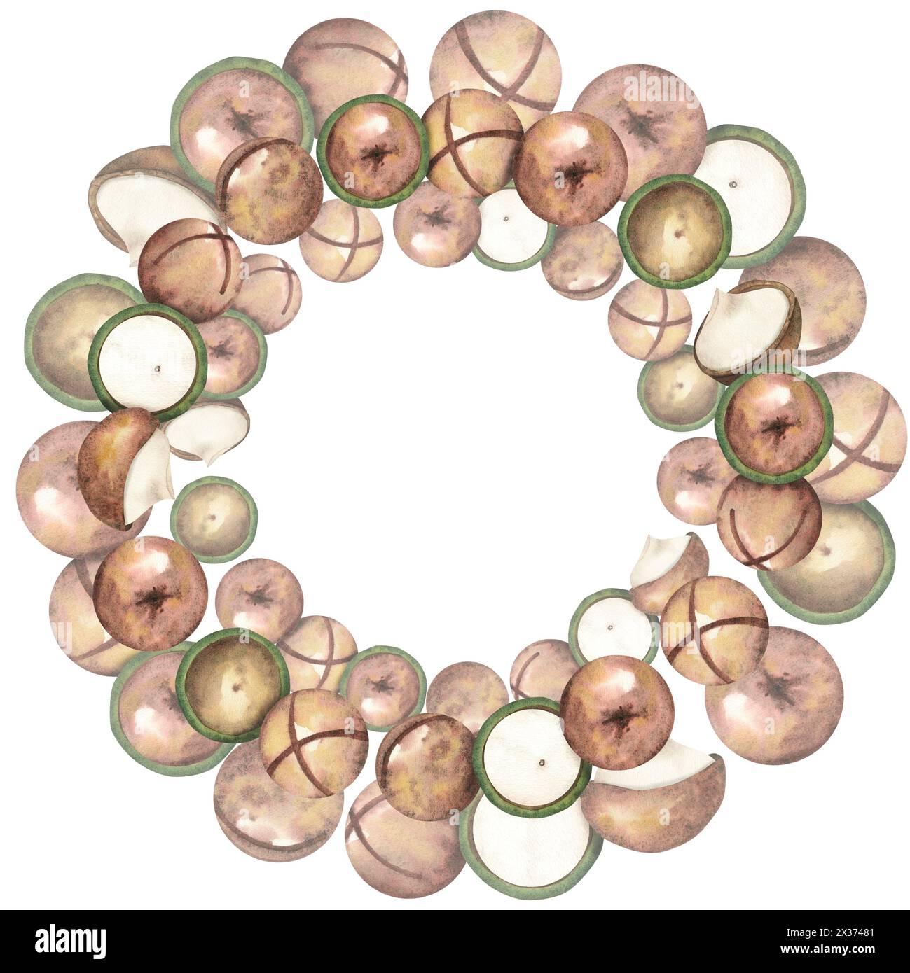 Frame of ripe Macadamia nuts on a white background, clipart. The ...