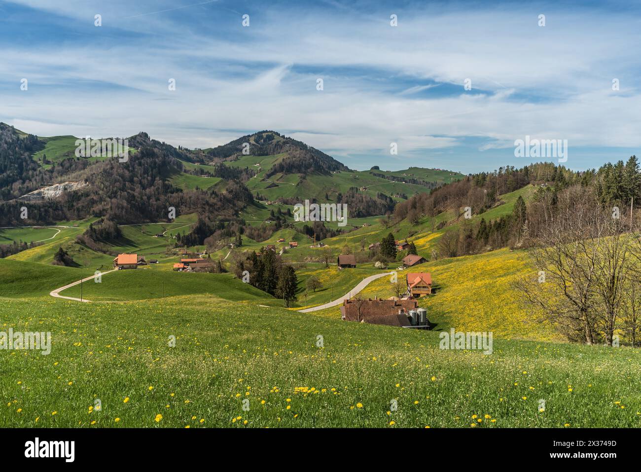 Hilly landscape in the Appenzellerland with farm houses and dandelion ...