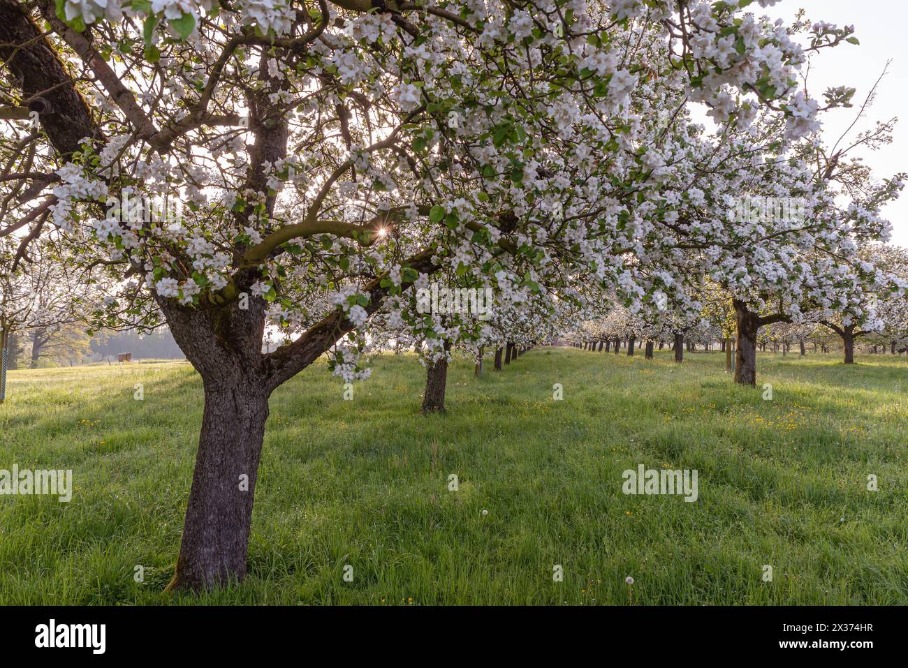 Flowering apple trees in an orchard meadow, Egnach, Canton of Thurgau ...