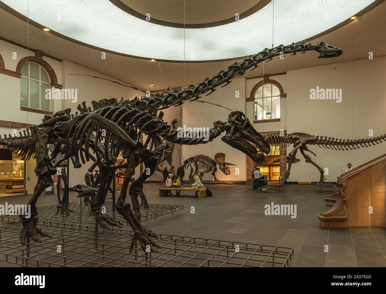 Visitors to the Senckenberg Museum of Natural History, Frankfurt ...