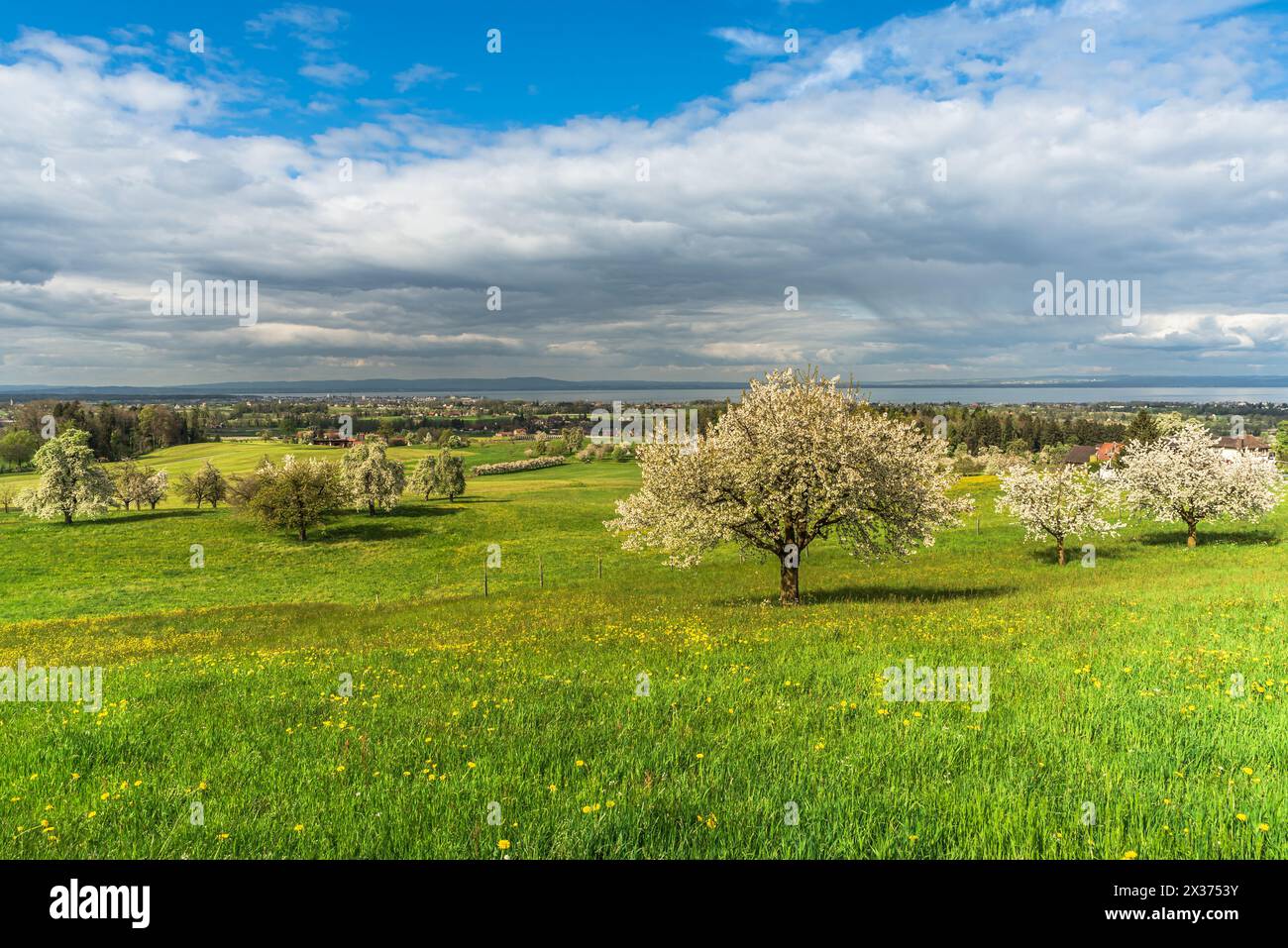 View over a spring meadow with blossoming pear trees to Lake Constance ...