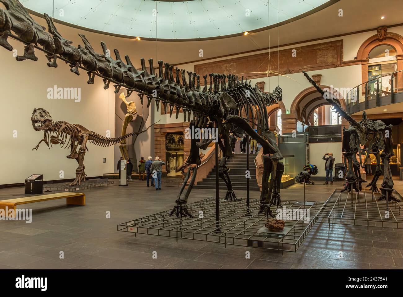 Visitors to the Senckenberg Museum of Natural History, Frankfurt ...