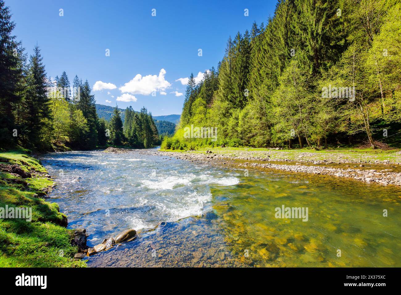 river flows through the valley of carpathian mountains. shallow water ...