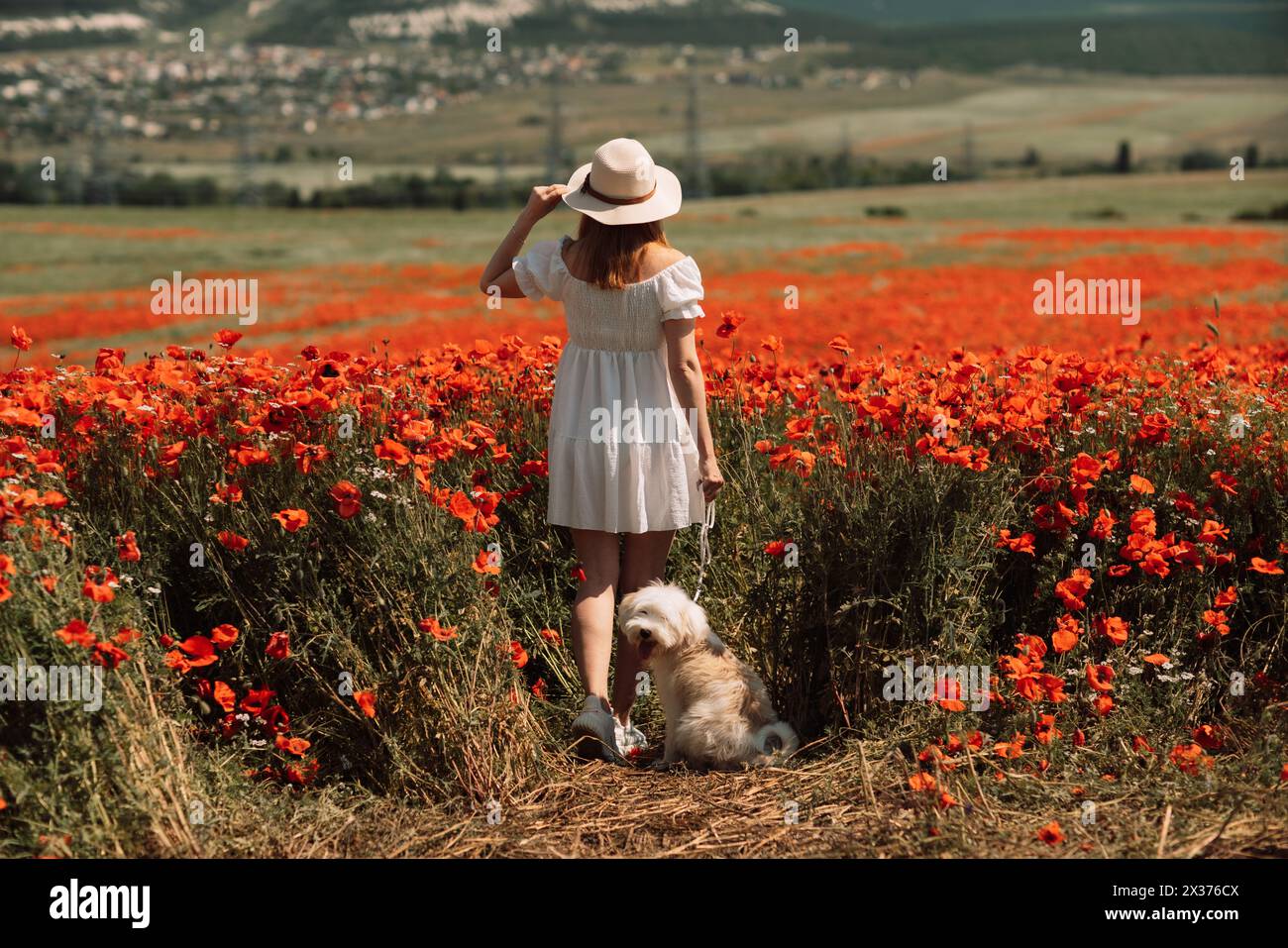 Field of poppies woman dog. Happy woman in a white dress and hat stand ...