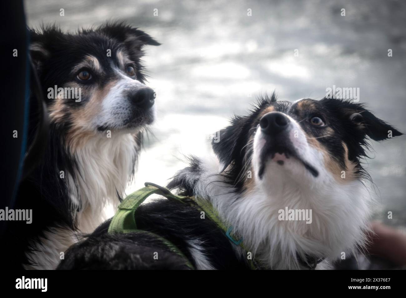 2 collies with water behind Stock Photo - Alamy
