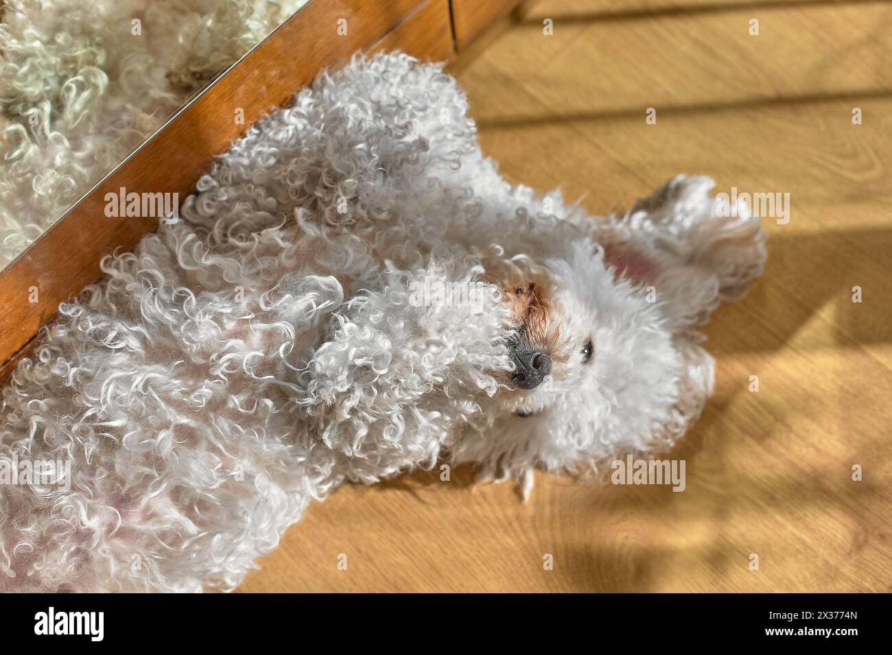Intimate image of a Maltese bichon resting, illuminated by a natural ...
