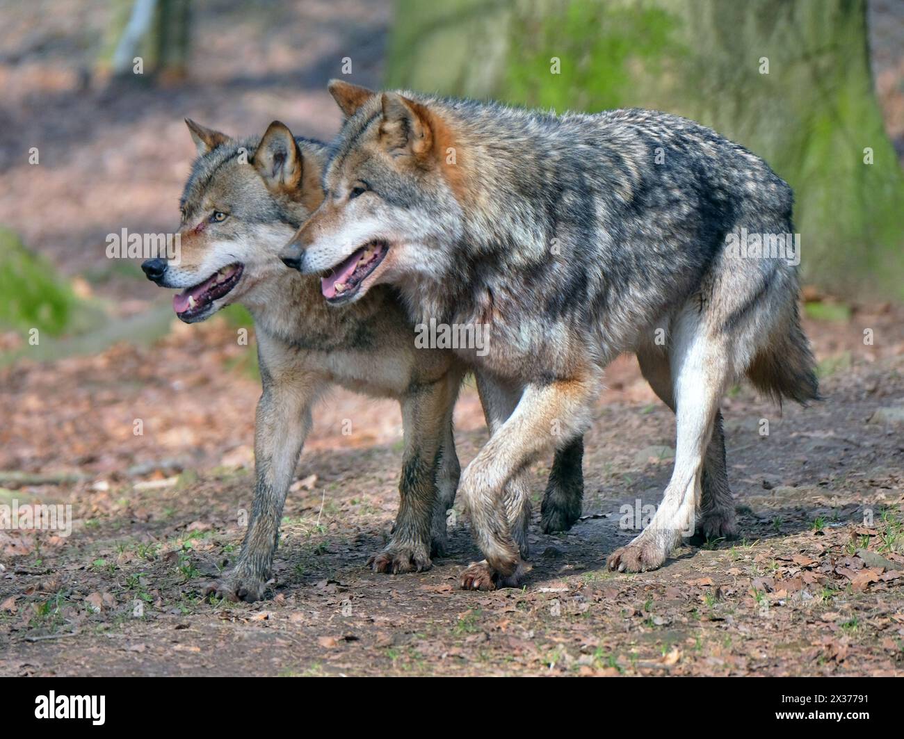 Wolf Europaeischer Grauwolf in Aktion Wolf Grauwolf *** Wolf European ...