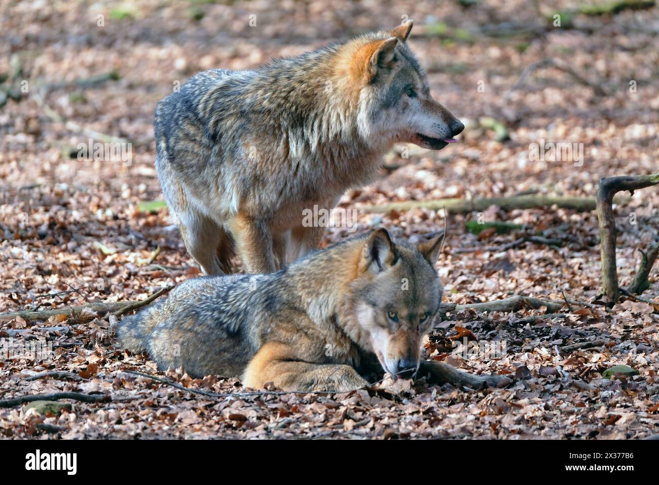 Wolf Europaeischer Grauwolf in Aktion Wolf Grauwolf *** Wolf European ...
