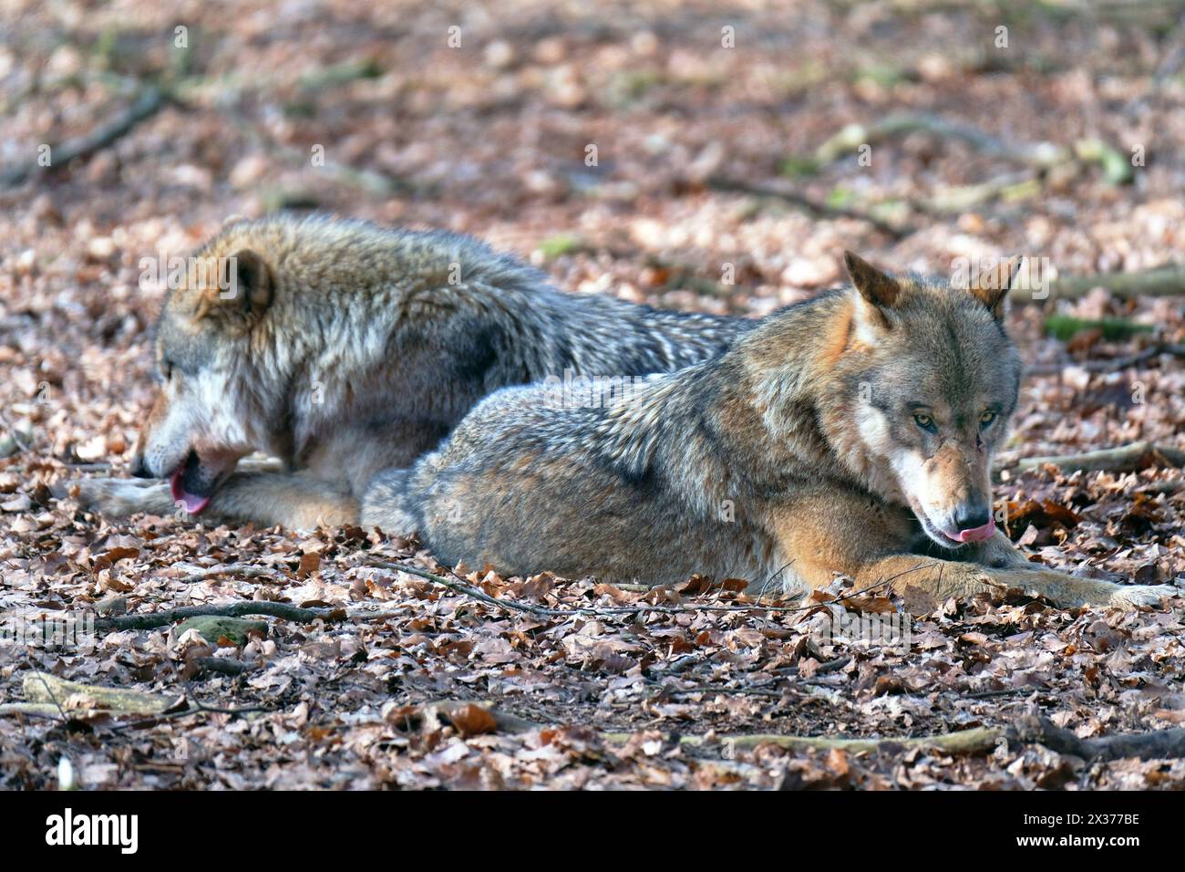 Wolf Europaeischer Grauwolf in Aktion Wolf Grauwolf *** Wolf European ...