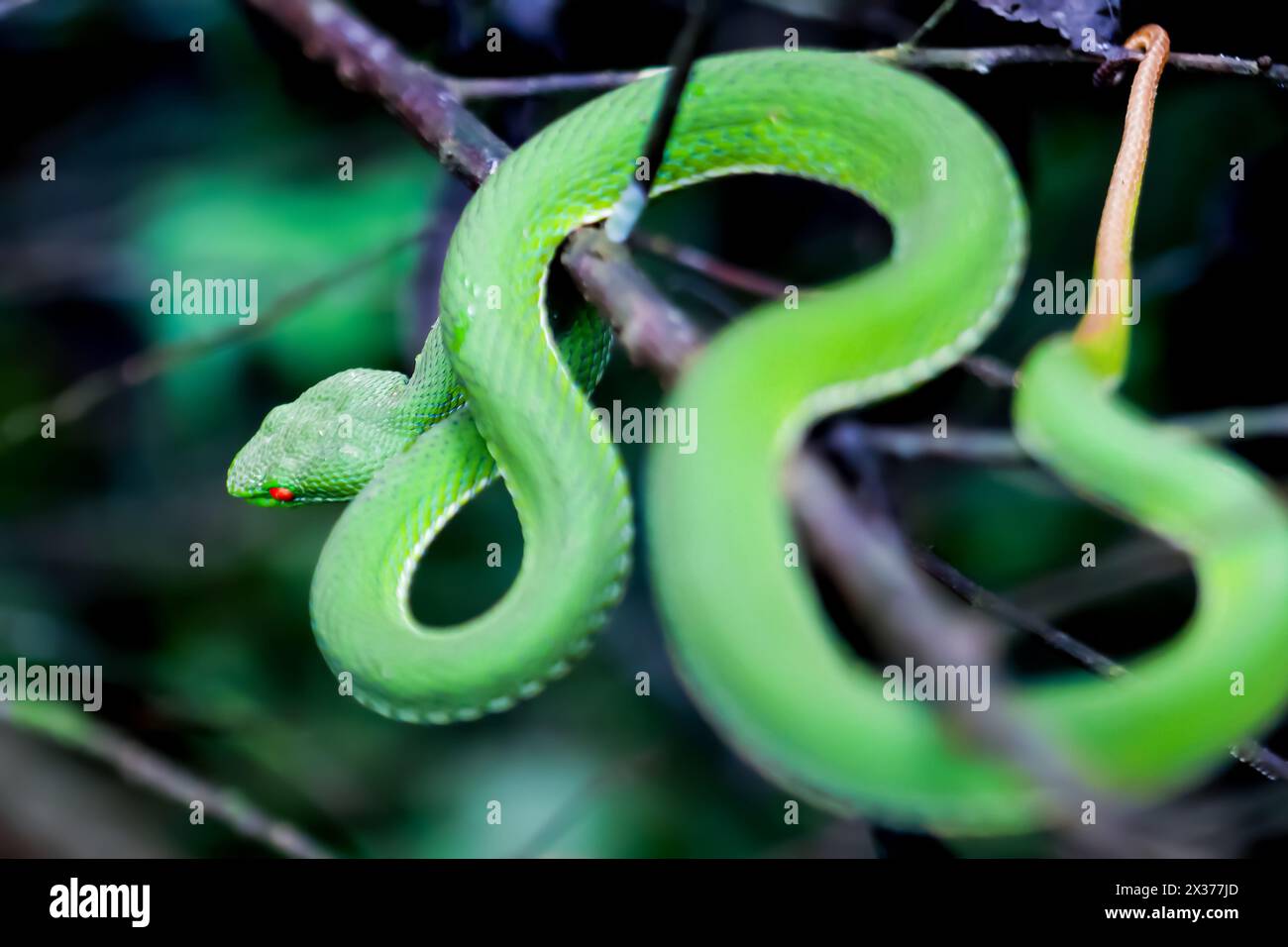 A close-up of a Chinese Green Tree Viper, showcasing its vibrant green ...