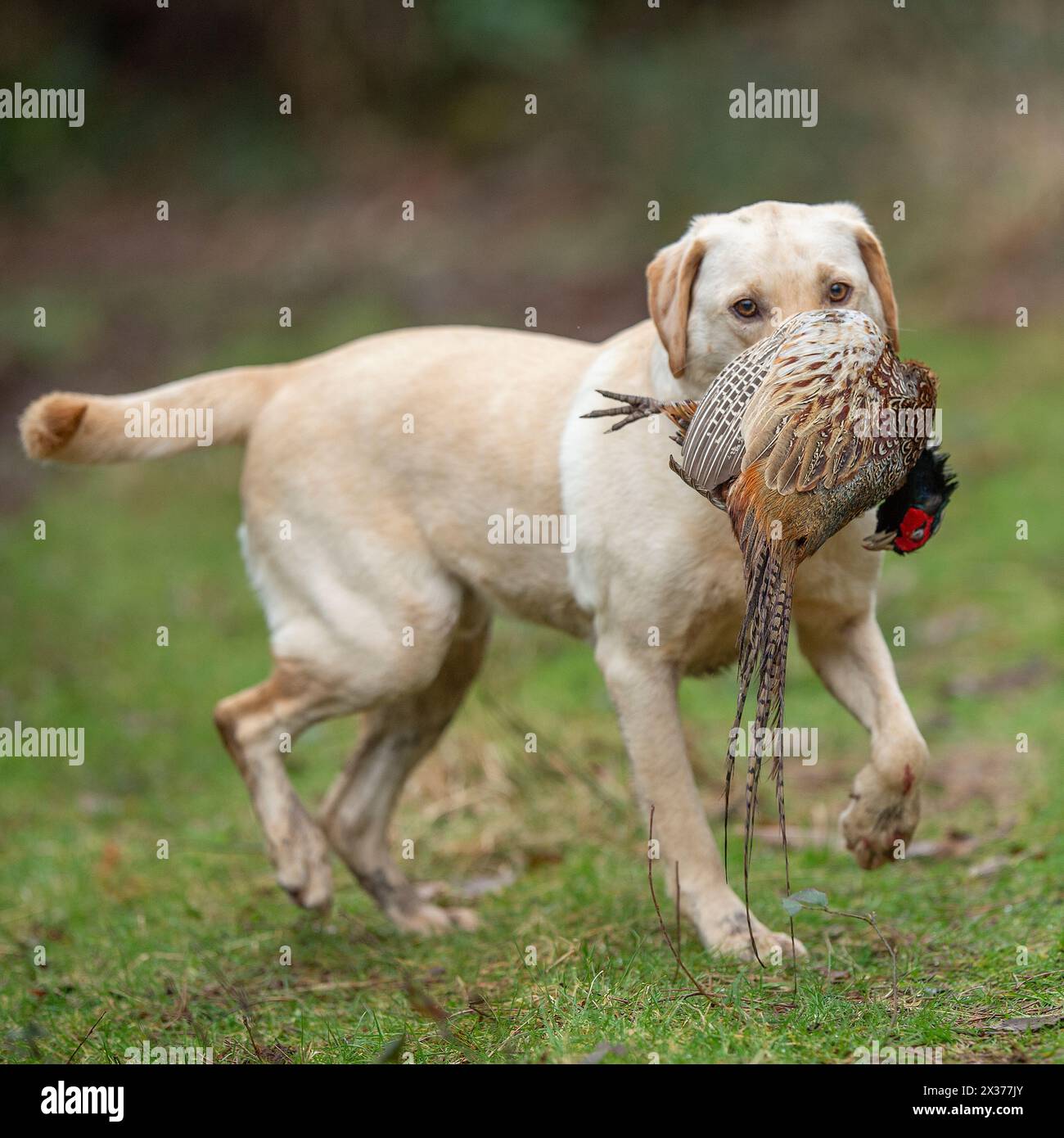 Labrador Retriever carrying dead pheasant on a shoot Stock Photo - Alamy