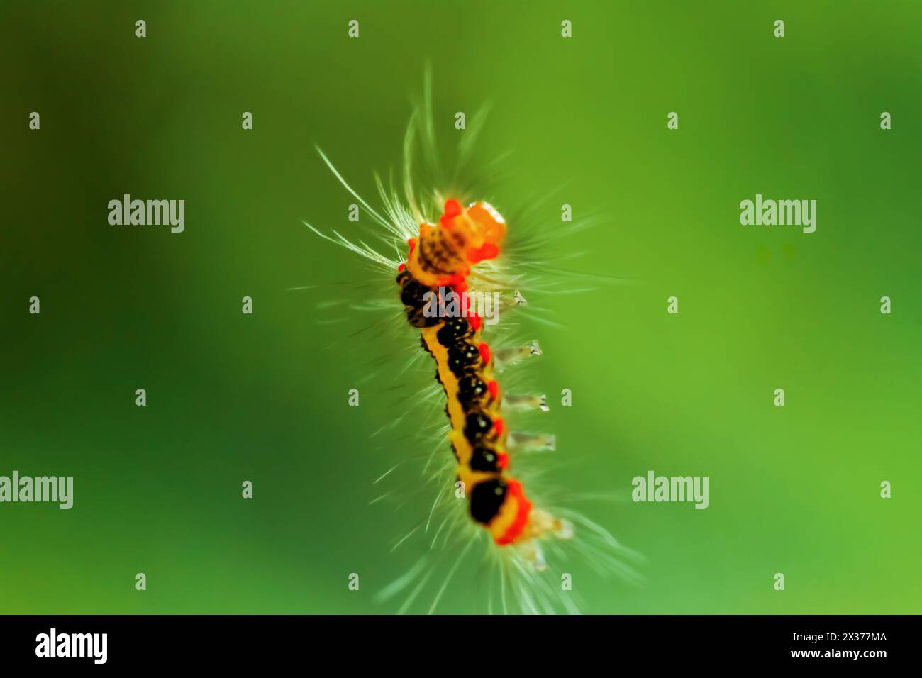 A close-up of a colorful Tussock moth larvae showcasing its intricate ...
