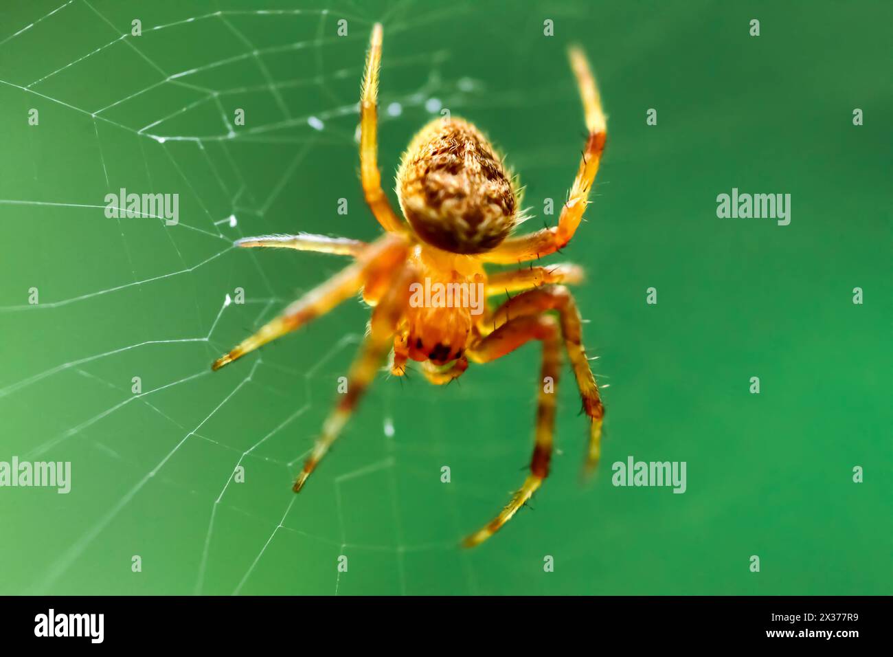 A vibrant golden Neoscona punctigera spider, intricately detailed, is ...