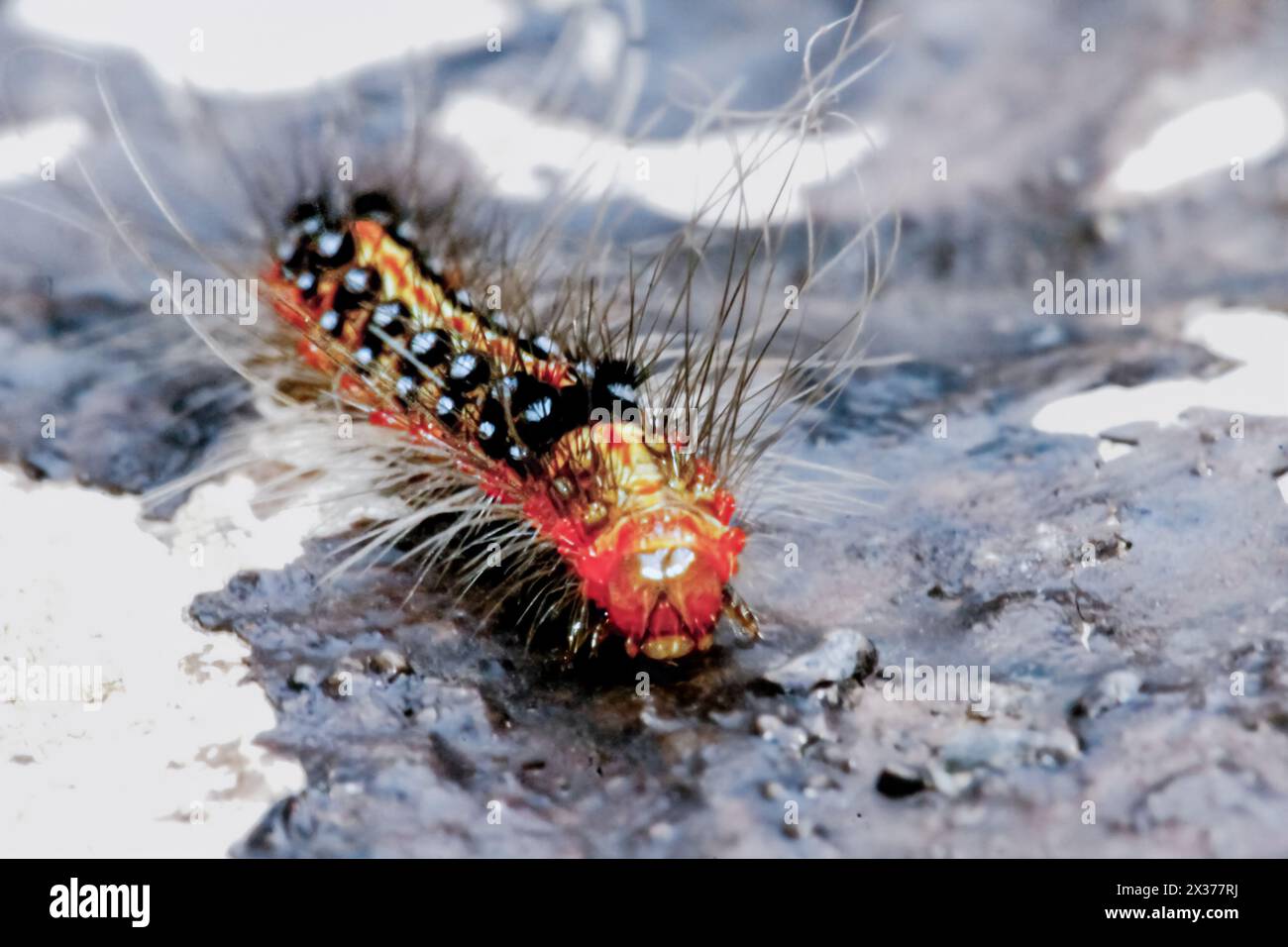 A close-up of a colorful Tussock moth larvae showcasing its intricate ...