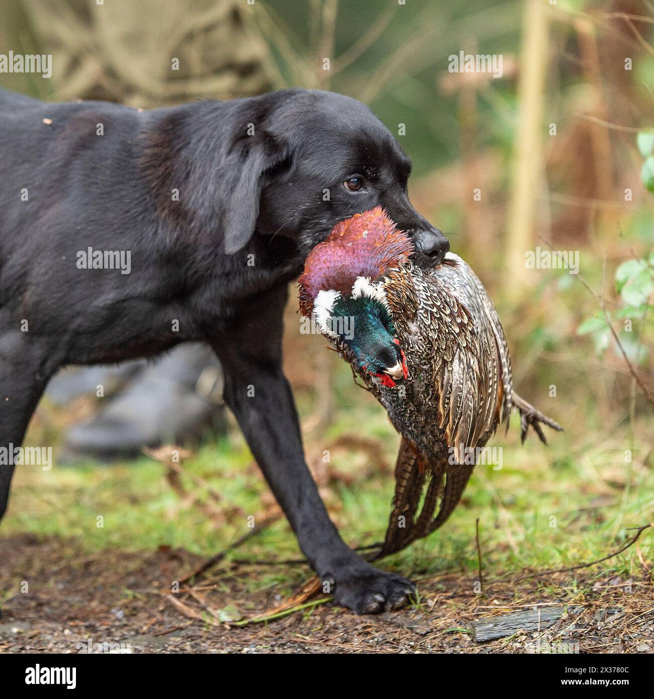 Labrador Retriever carrying dead pheasant on a shoot Stock Photo - Alamy