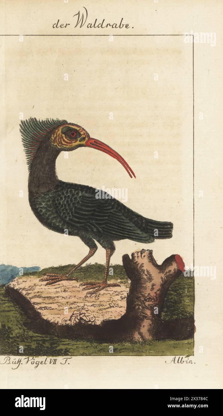 Endangered northern bald ibis, hermit ibis or waldrapp, Geronticus ...