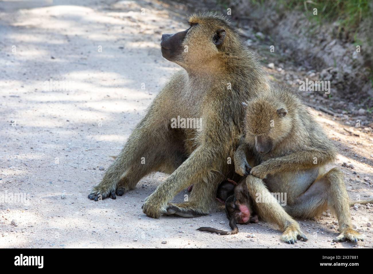 A family group of yellow baboons, Papio cynocephalus, in Amboseli ...