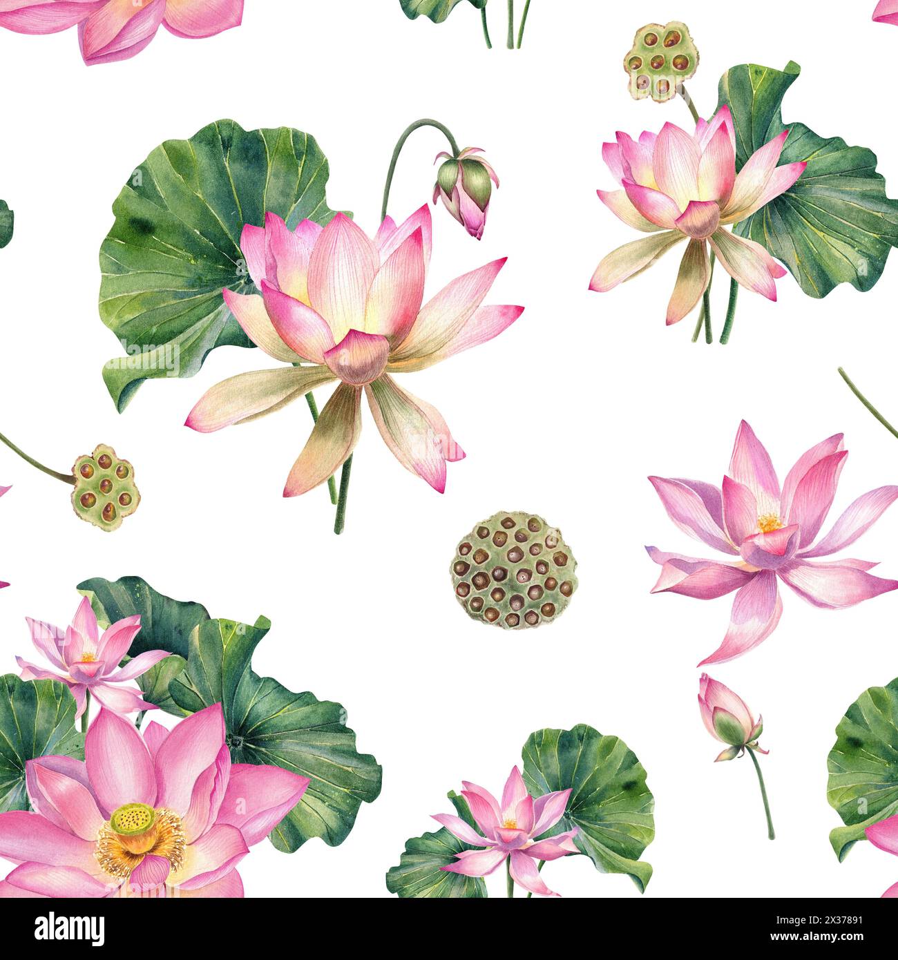 Lotus Flowers, watercolor, seamless pattern, hand drawn, illustration ...