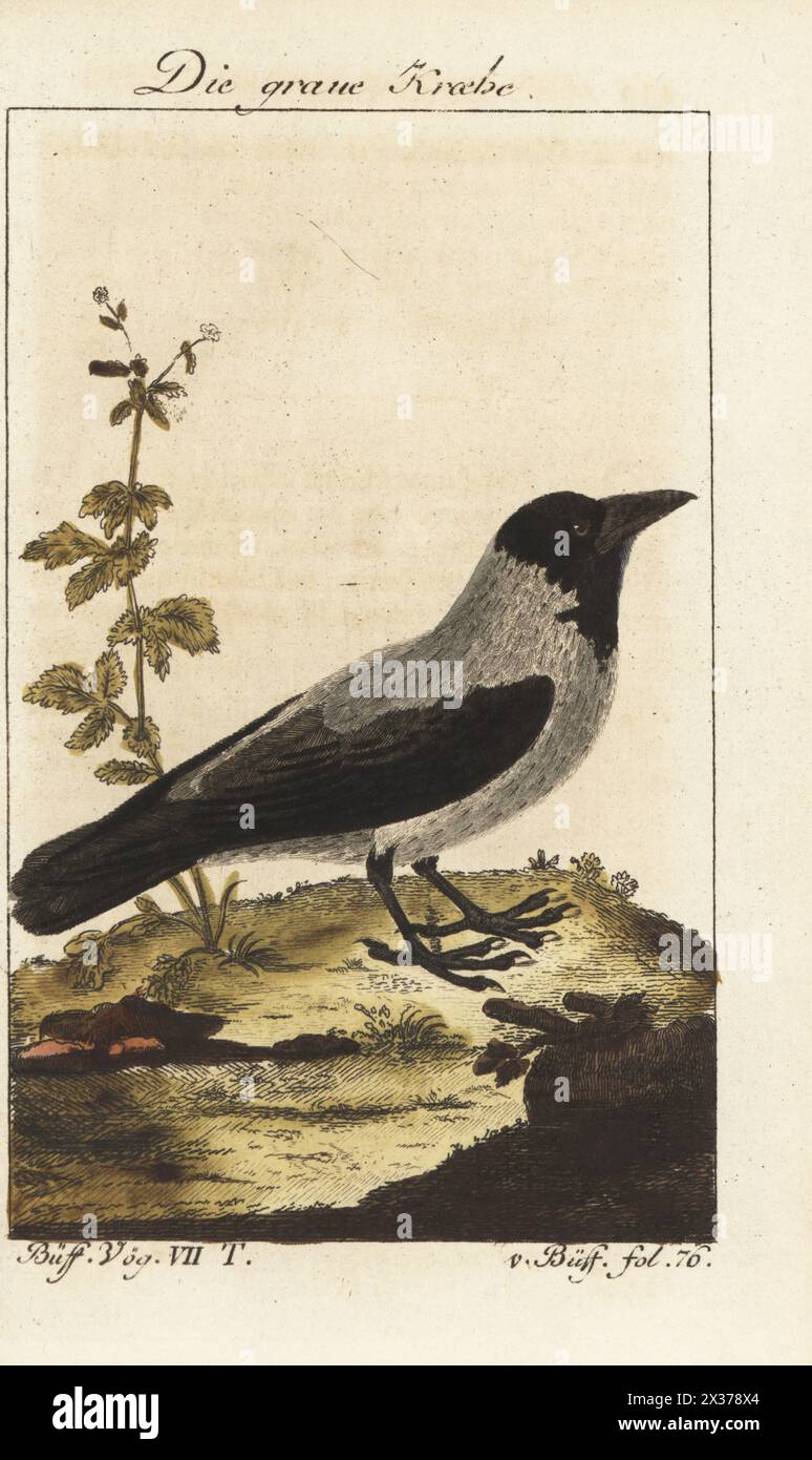 Hooded crow, scald-crow or hoodie, Corvus cornix. Die graue Krahe ...