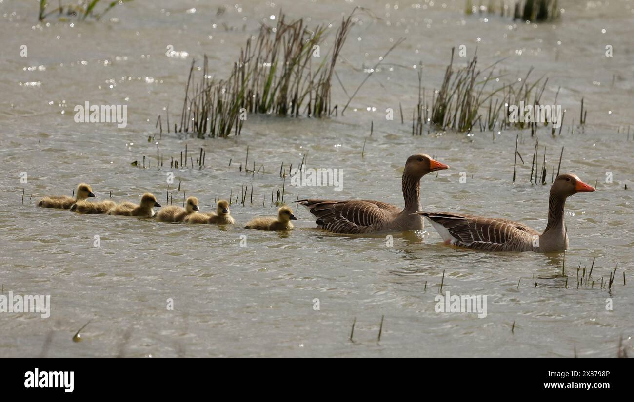 Graylag Goose with their Goslings at RSPB Rainham Marshes Nature ...