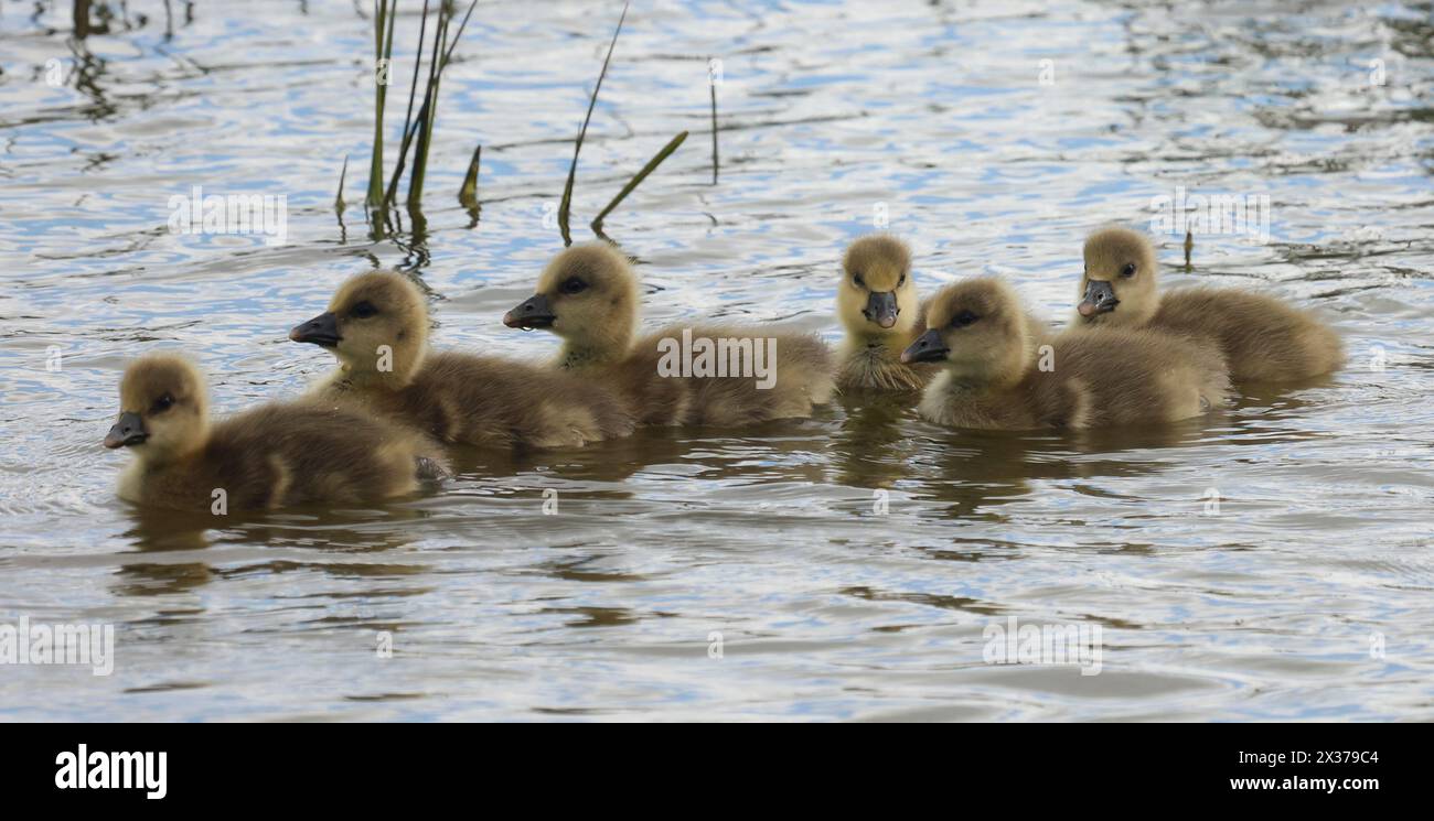 Goslings Graylag Goose in water at RSPB Rainham Marshes Nature Reserve ...