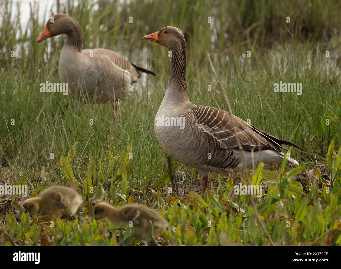Graylag Goose with their Goslings at RSPB Rainham Marshes Nature ...