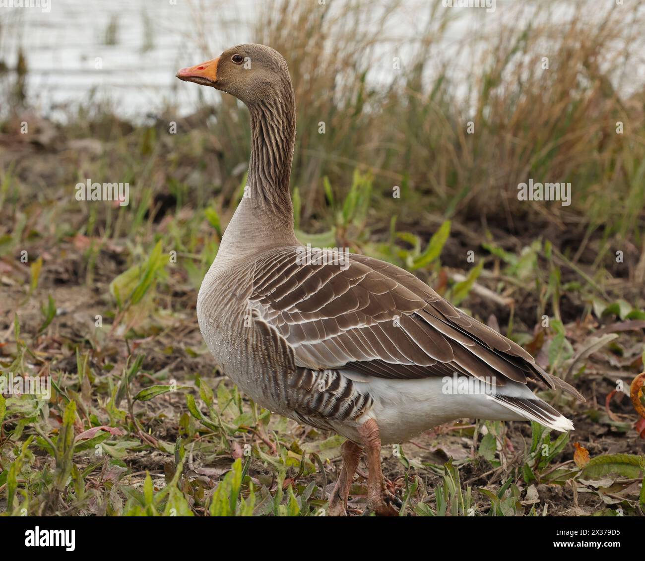 Graylag Goose at RSPB Rainham Marshes Nature Reserve , Purfleet, Essex ...