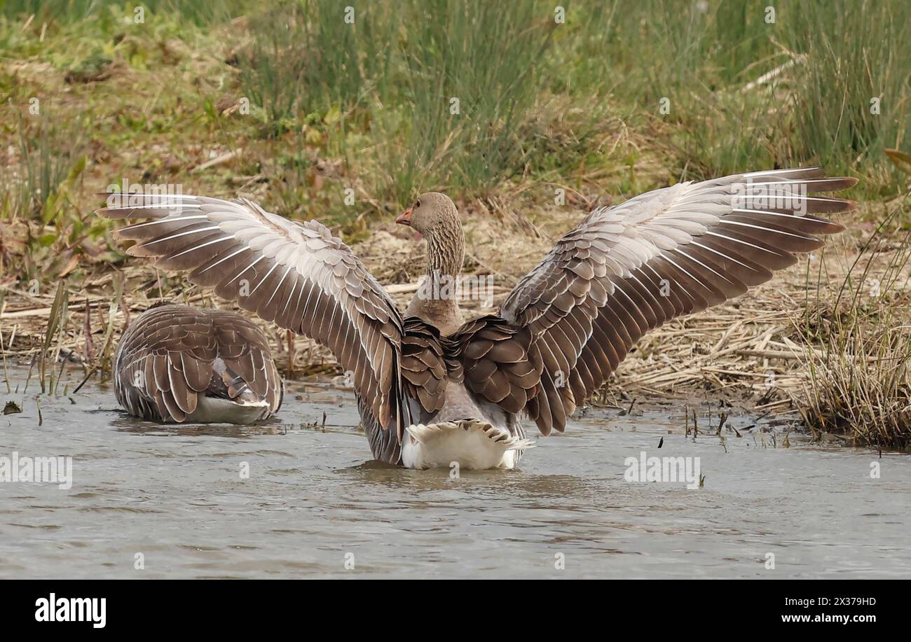 Greylag Goose with its wings open at RSPB Rainham Marshes Nature ...