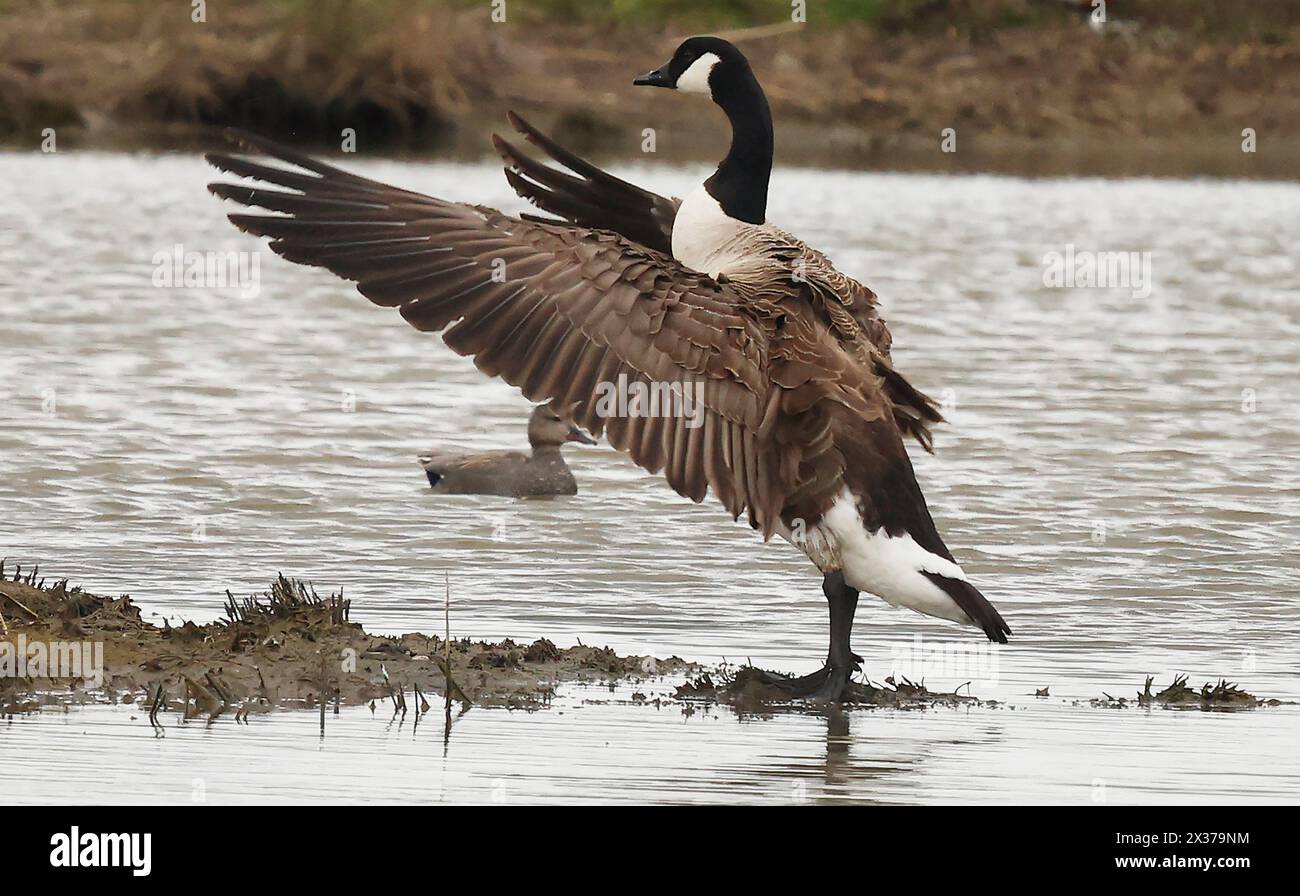 Canada Goose open wings on water at RSPB Rainham Marshes Nature Reserve ...
