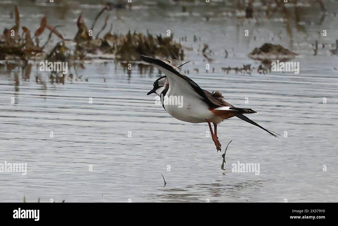 Lapwing in flight at RSPB Rainham Marshes Nature Reserve , Purfleet ...