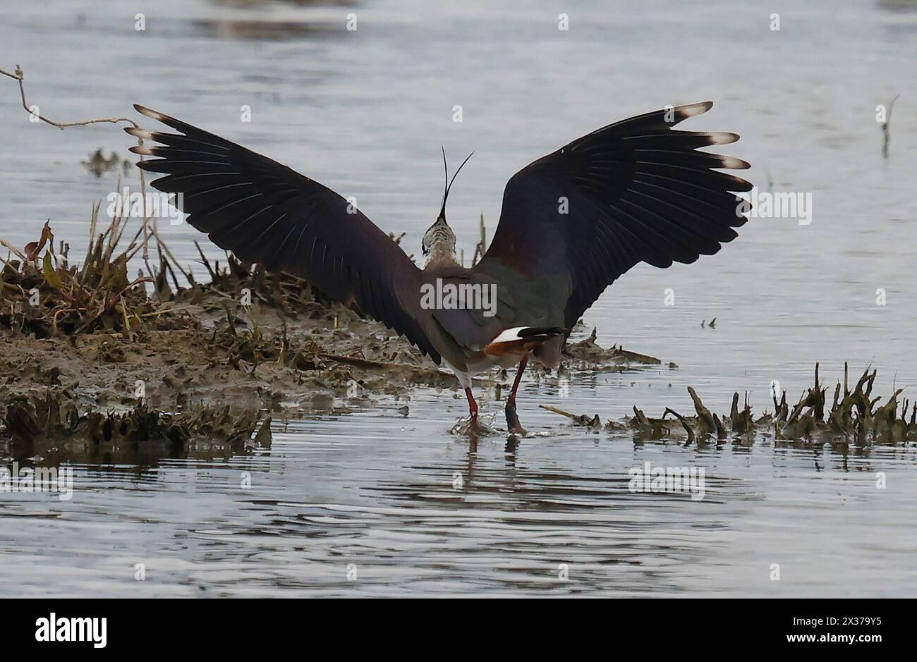 Lapwing in flight at RSPB Rainham Marshes Nature Reserve , Purfleet ...