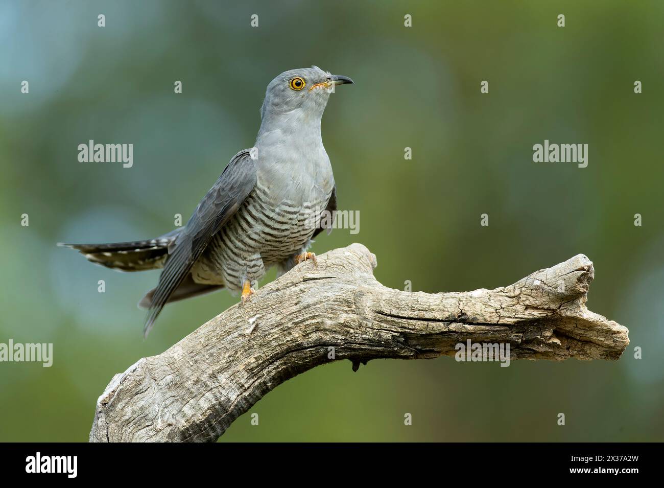 Common Cuckoo on his favorite watchtower within a Mediterranean forest ...