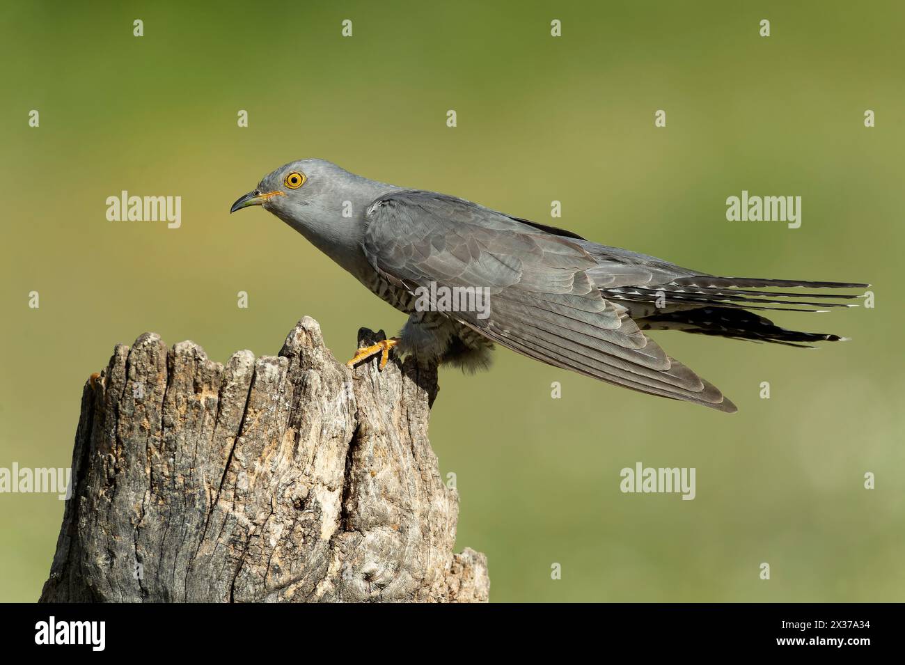 Common Cuckoo on his favorite watchtower within a Mediterranean forest ...