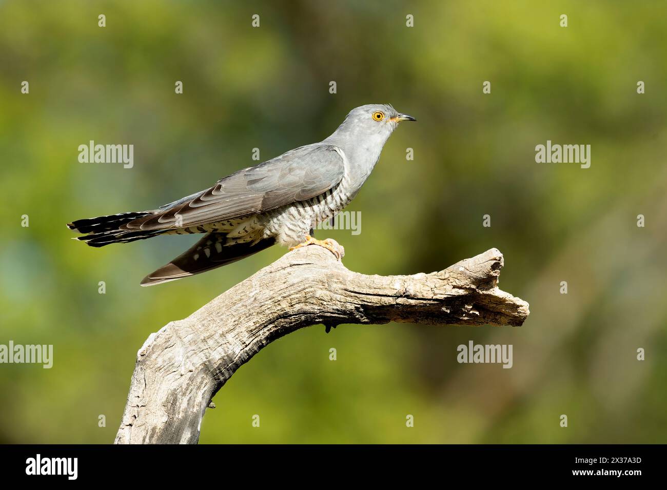 Common Cuckoo on his favorite watchtower within a Mediterranean forest ...