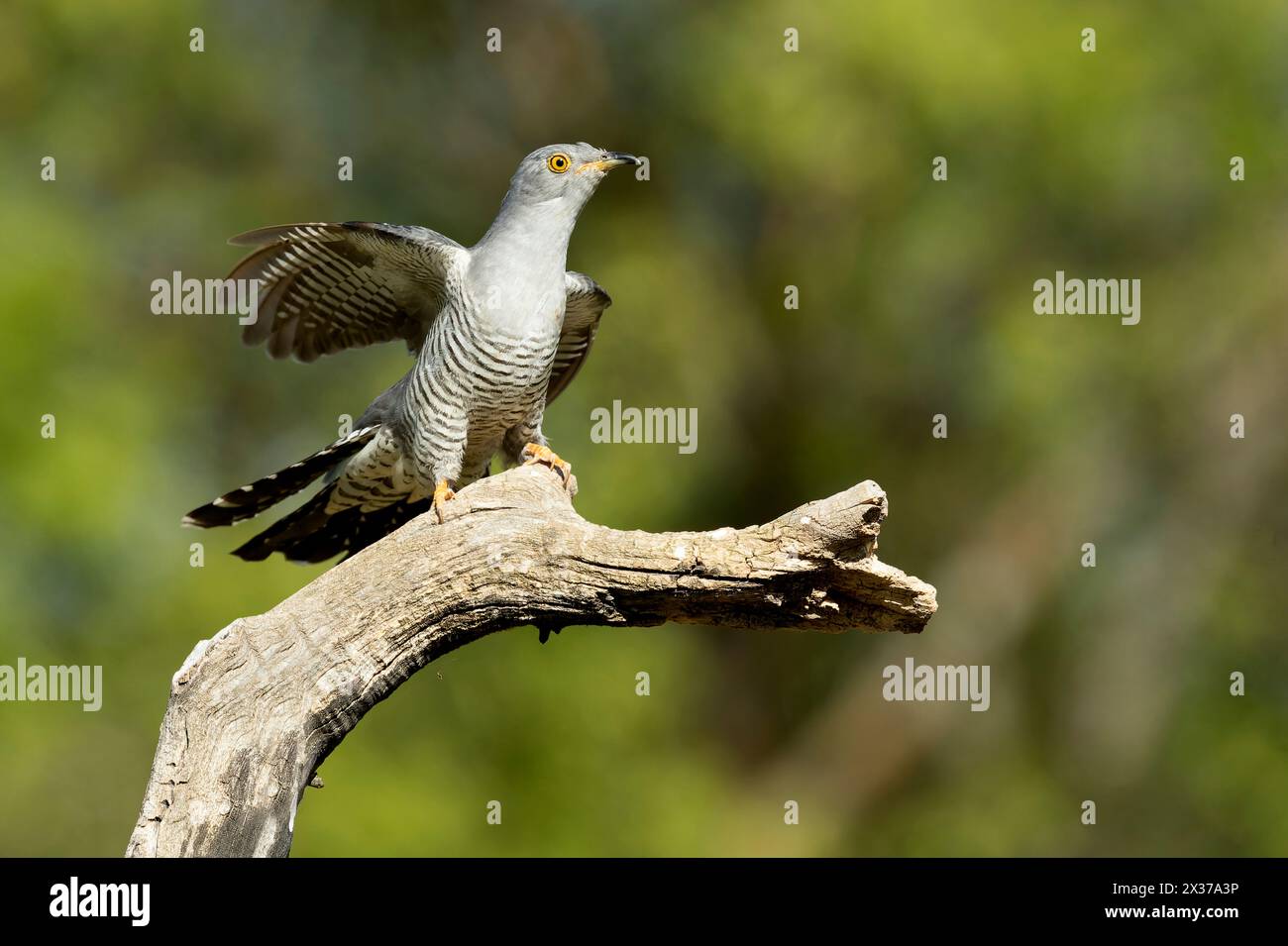 Common Cuckoo landing on his favorite watchtower within his breeding ...