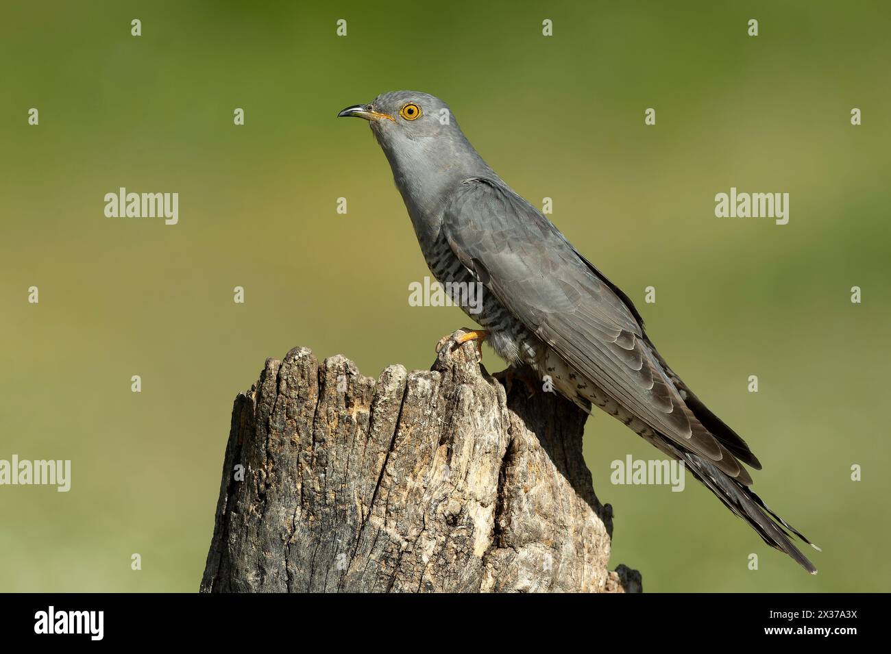 Common Cuckoo on his favorite watchtower within a Mediterranean forest ...