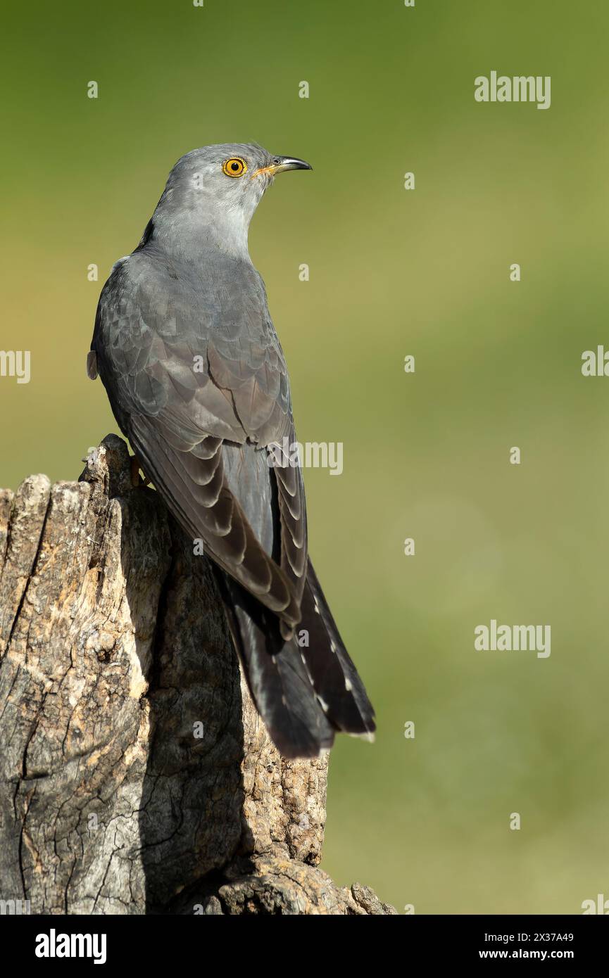 Common Cuckoo on his favorite watchtower within a Mediterranean forest ...