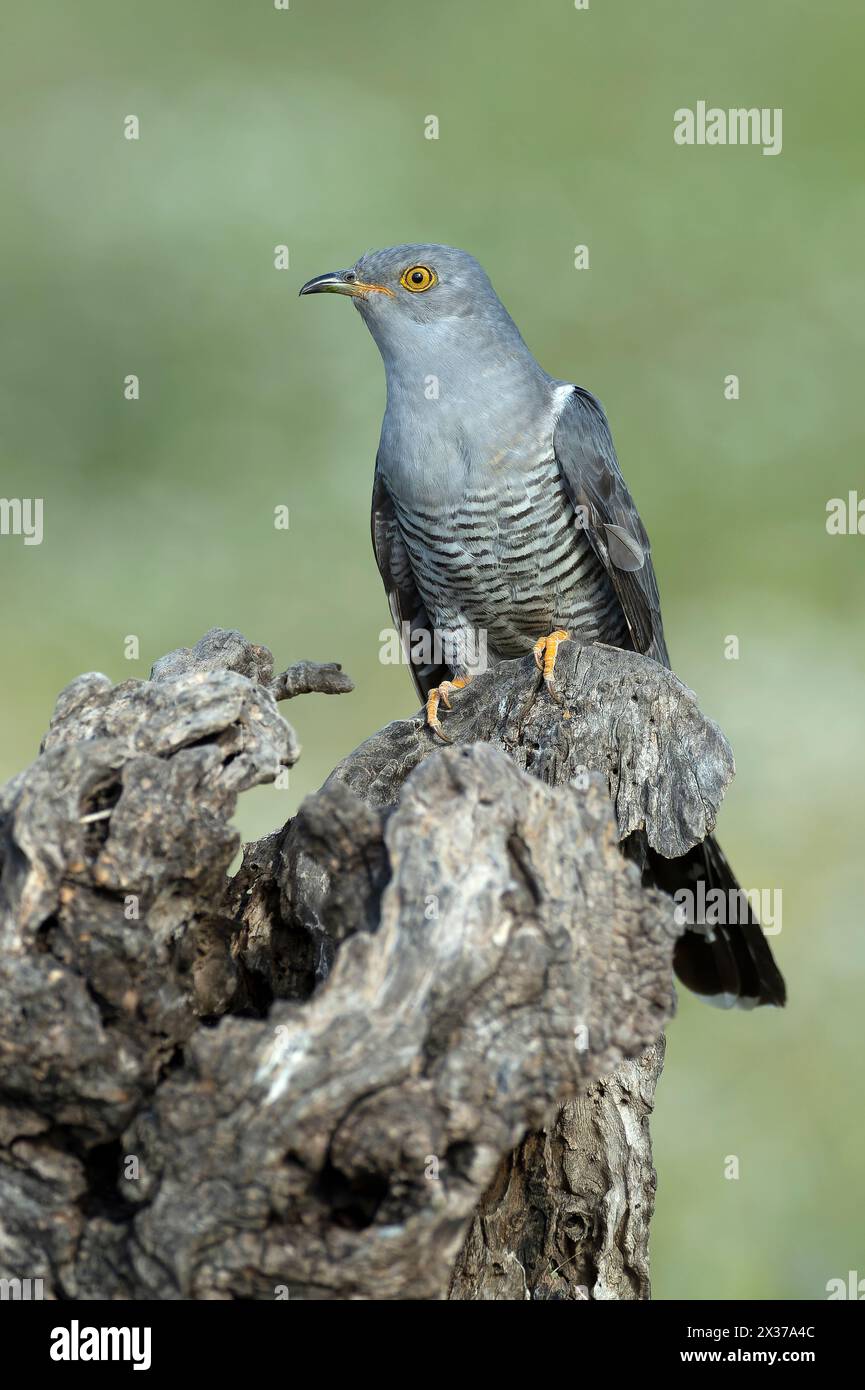 Common Cuckoo on his favorite watchtower within a Mediterranean forest ...